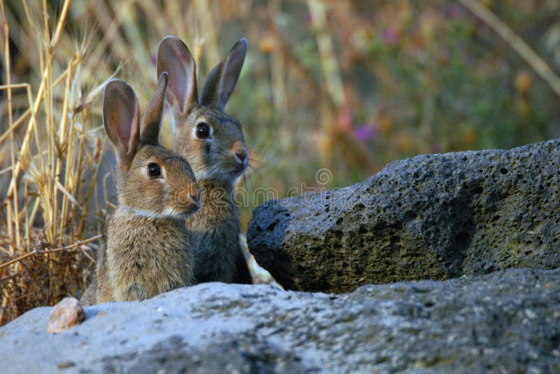 Two hares stock image. Image of stone, animal, spring - 13580917