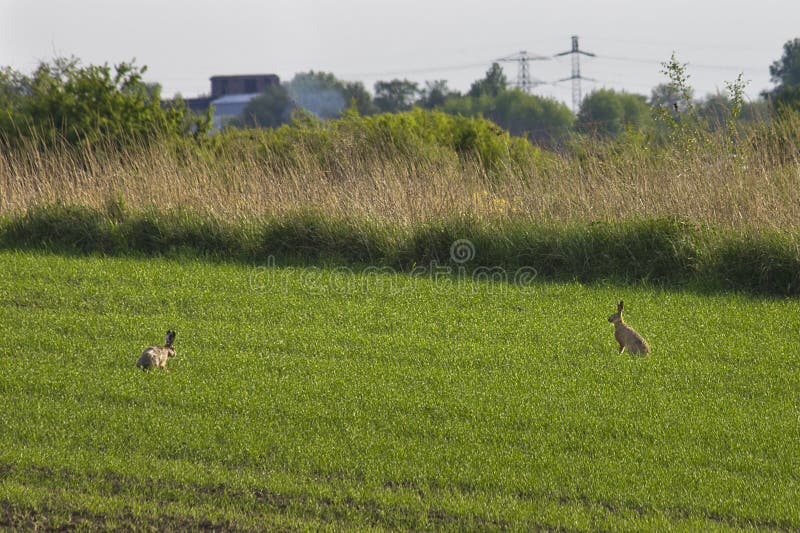 Two Hares on a Green Meadow Stock Photo - Image of hares, rodent: 236022824