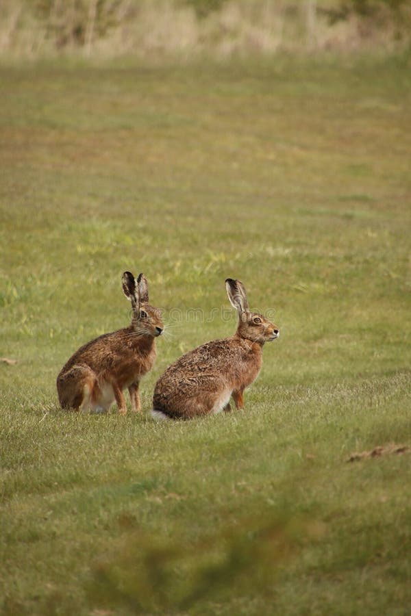 Two Hares in the Meadow Watching Their Surroundings Stock Photo - Image ...