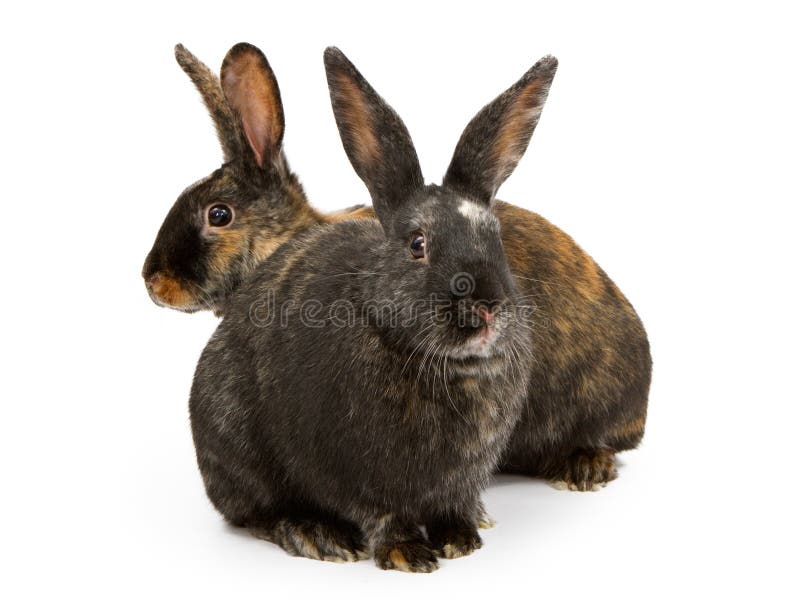 Two Harlequin Cross Breed Rabbits Stock Image - Image of bunny ...