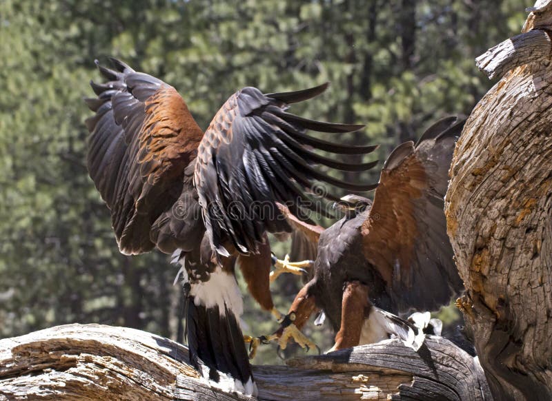 Two Harris Hawks Birds Fighting on Tree Stock Image - Image of brown ...