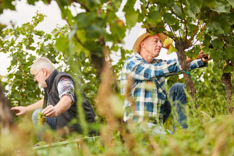 Two Harvest Helpers Pick Grapes in the Vineyard Stock Photo - Image of ...