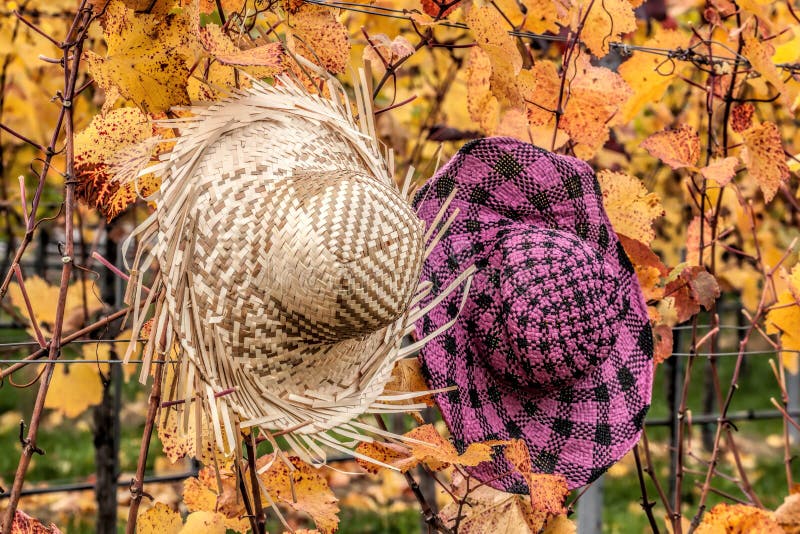Two Hats Hanging on a Vineyard in Wachau Valley, UNESCO, Austria Stock ...