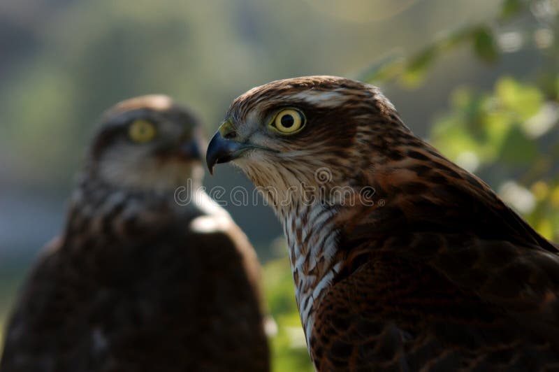 Two hawks stock image. Image of caucasian, animal, prey - 1719465