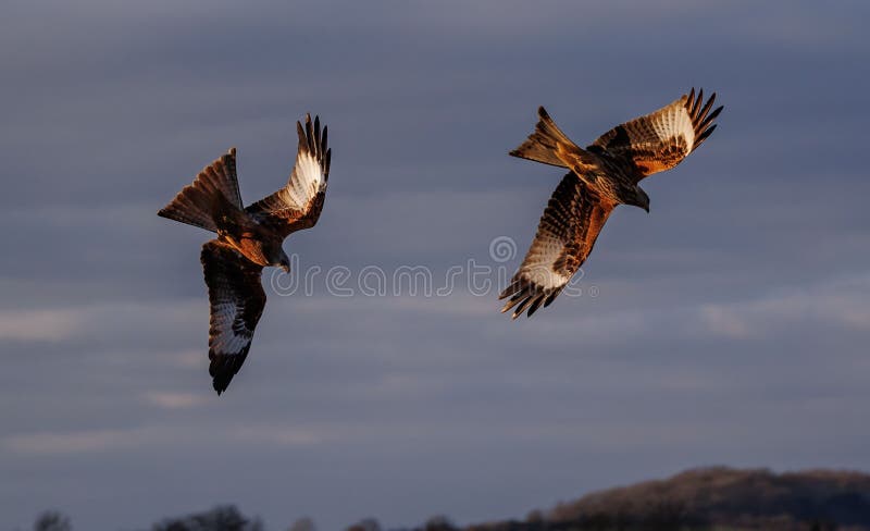 Two Hawks, One Flying and the Other Chasing with Its Wings Stock Image ...
