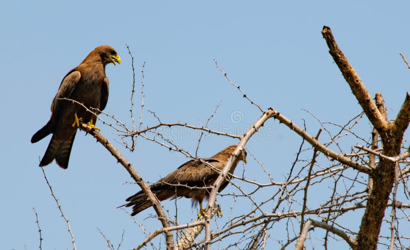 Two Hawks on Top of a Dead Tree Stock Image - Image of hunter, animal ...