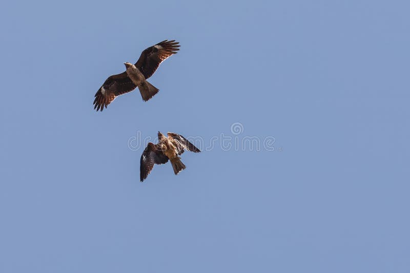 Two Hawks Soaring in the Sky. Stock Photo - Image of predator, animals ...