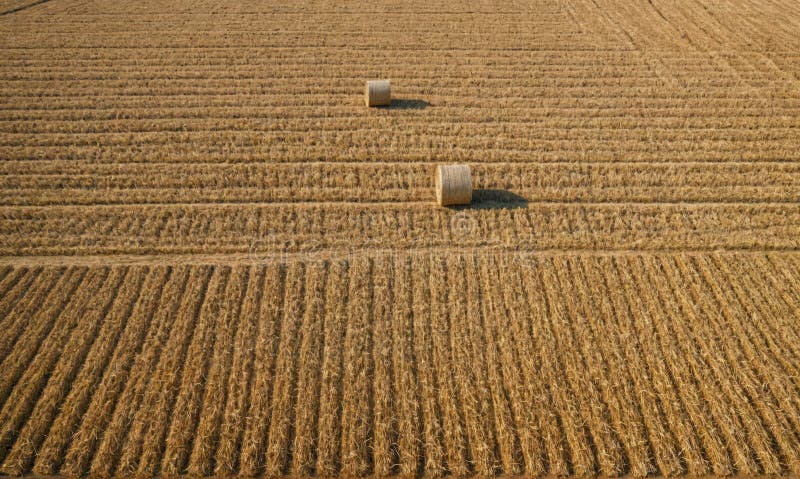 Two Hay Bales Sit in a Field of Harvested Crops Stock Photo - Image of ...
