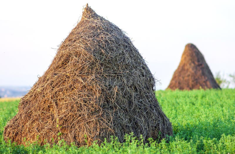 Two Haystacks and Green Grass on a Sunny Day Stock Image - Image of ...