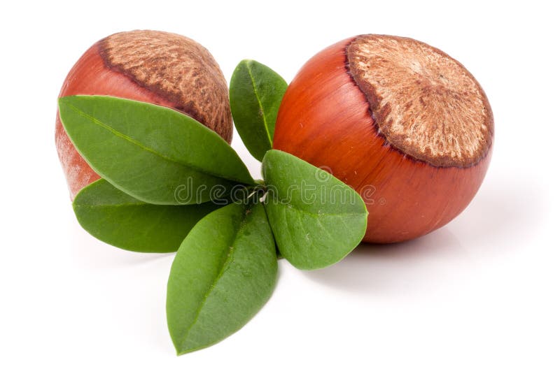 Two Hazelnuts with Leaves Isolated on White Background Close-up Stock ...