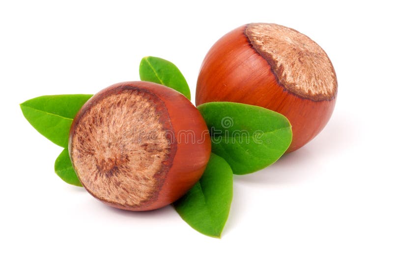 Two Hazelnuts with Leaves Isolated on White Background Close-up Stock ...