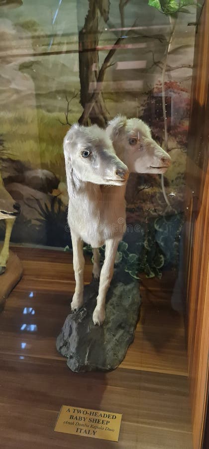 Two headed baby sheep editorial stock image. Image of headed - 203583659