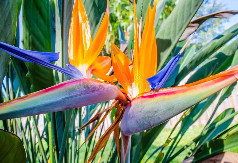 Two Headed Bird of Paradise Stock Photo - Image of plant, flower: 219894506