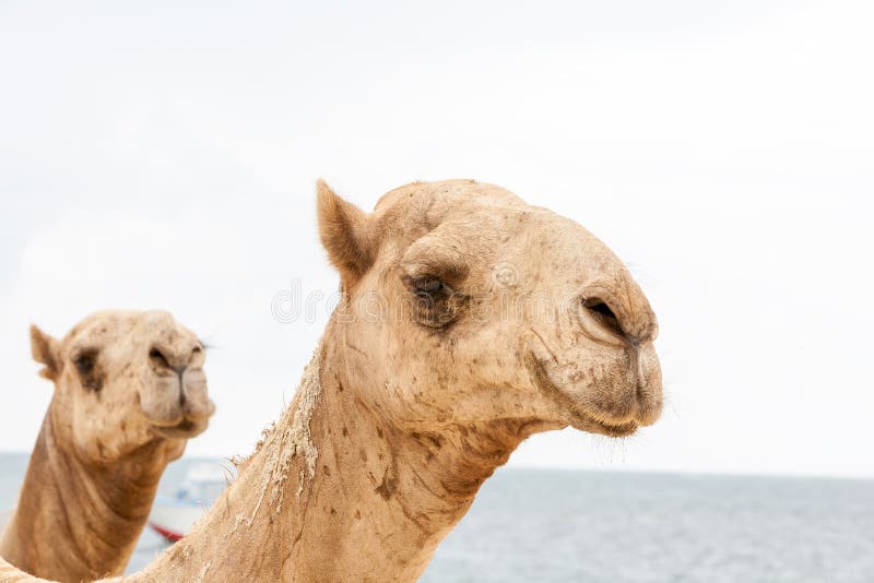 Heads of Two Camels in the Gobi Desert in Mongolia. Close Up Nose ...