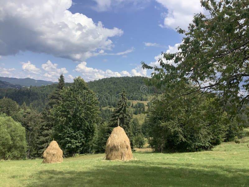 Two Heads of Hay in a Meadow Stock Image - Image of green, field: 270916309