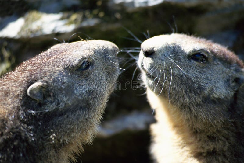 Two Heads of Marmots Face To Face Stock Image - Image of groundhog ...