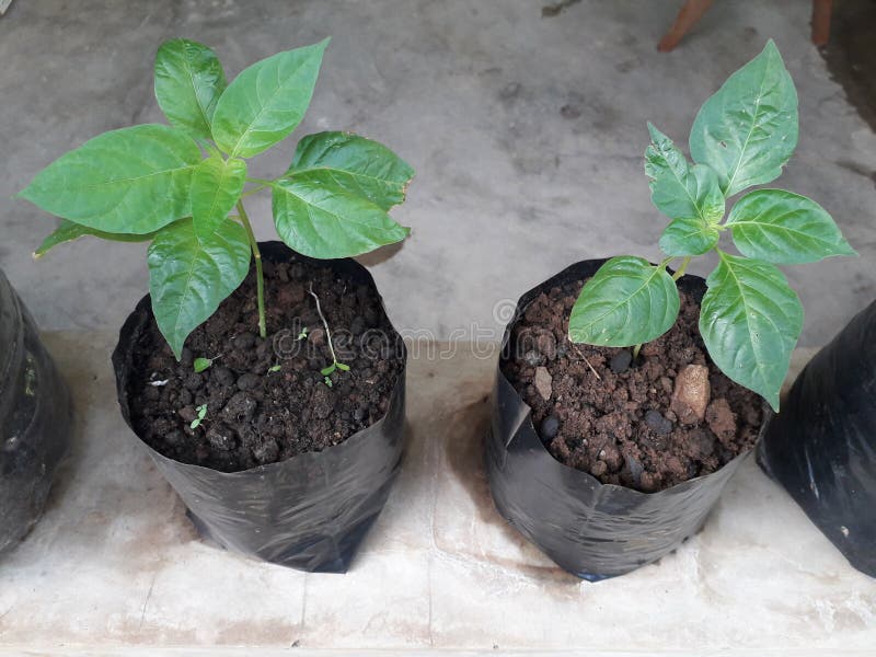 Two Healthy Green Chili Plants in a Polybag Stock Photo - Image of ...