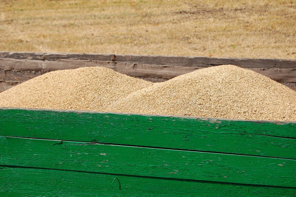 Two heaps of grain stock image. Image of heap, combain - 15524291