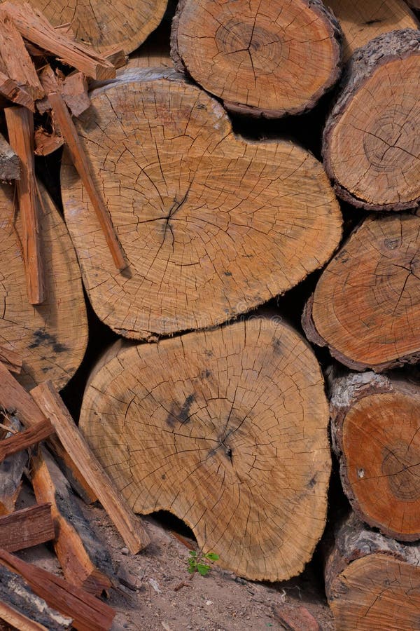 Two Heart of Log stock photo. Image of logs, cross, circle - 15982066