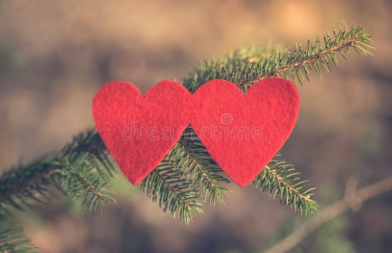 Two Heart Shape on Pine Tree Stock Photo - Image of pine, love: 136576298