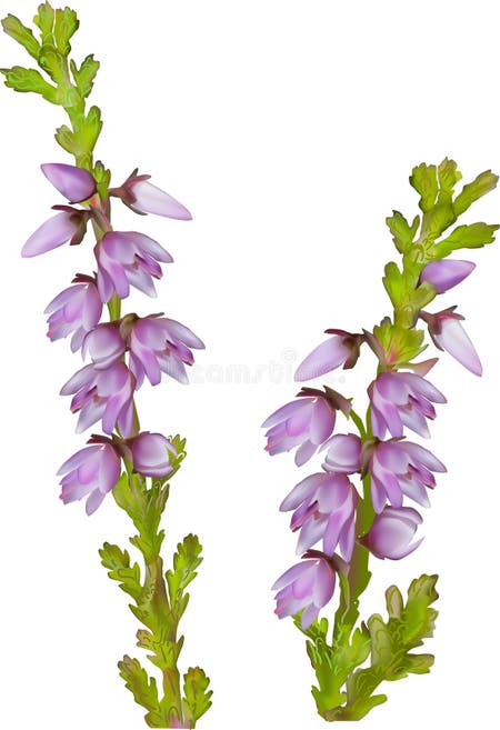 Pink Flower Heather Stock Illustrations – 1,049 Pink Flower Heather ...