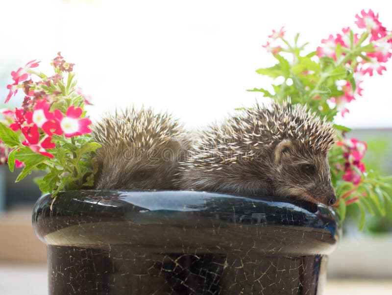 Two Hedgehog in Pot Flowers Stock Image - Image of little ...