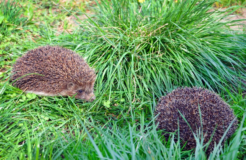 Two Hedgehogs in the Grass Close-up Stock Image - Image of white ...