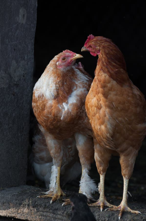 Two hen with attitude stock photo. Image of poultry, wondering - 50389462