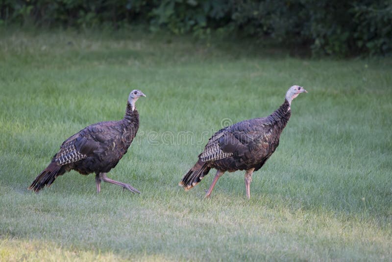 Two Hen Turkeys in the Grass Stock Image - Image of walk, feathers ...