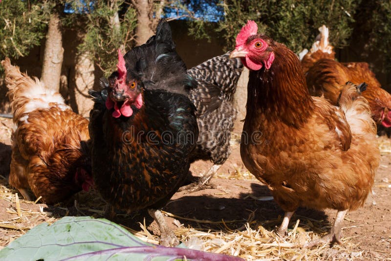 Two hens stock photo. Image of animal, farm, poultry, breeding - 1076626