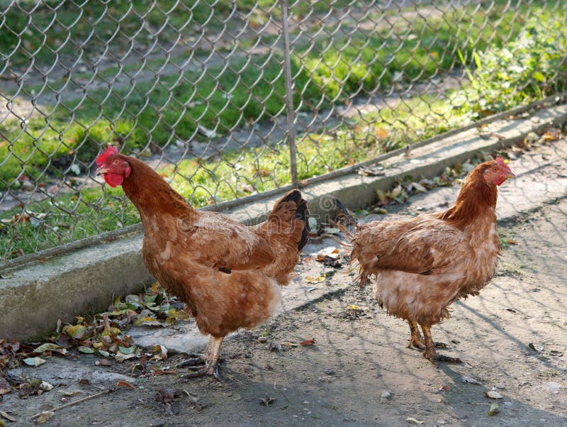 Two hens stock photo. Image of rooster, poultry, food - 27827714