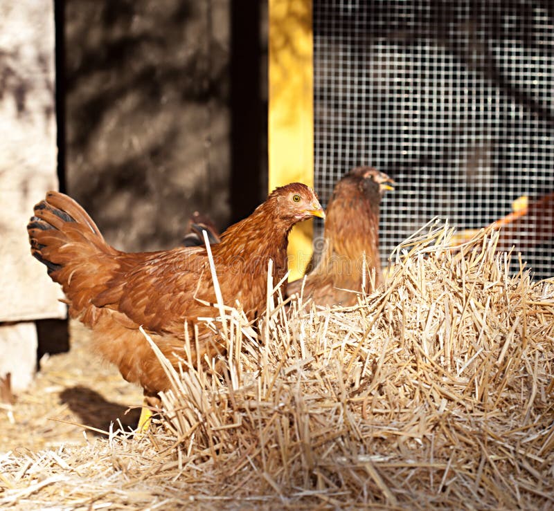 Two Hens stock photo. Image of flock, nature, island - 29042274