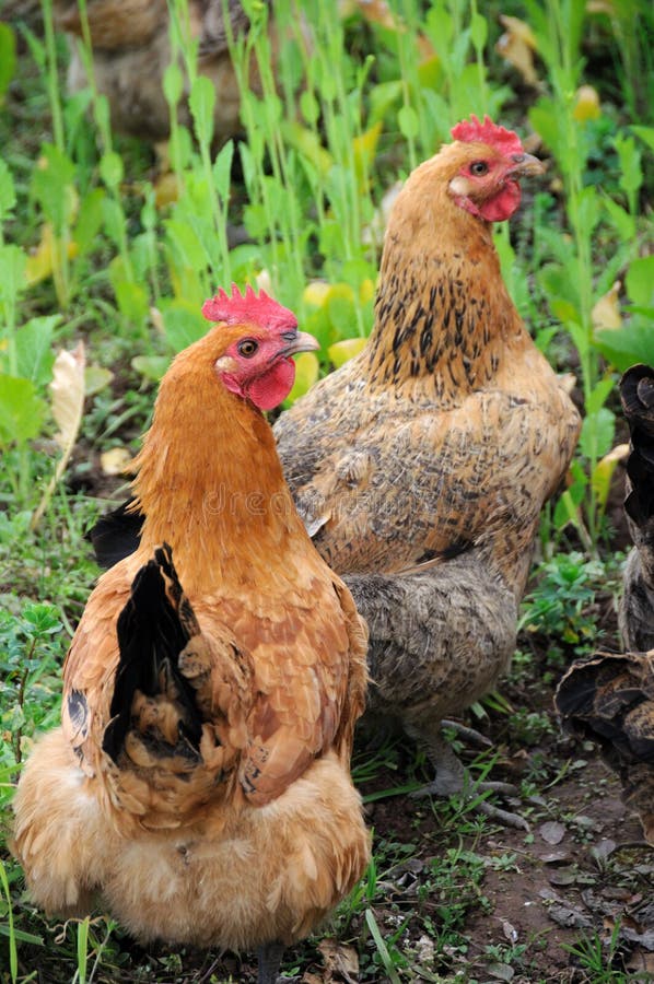 Two Hens on the Green Meadow Stock Image - Image of meadow, country ...