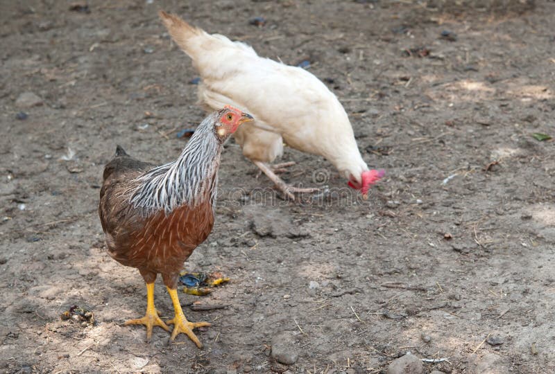 Two hens stock image. Image of chicken, green, bird, meat - 58950877