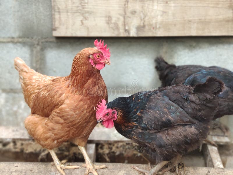 Two hens in a corral. stock photo. Image of rural, farm - 140118488