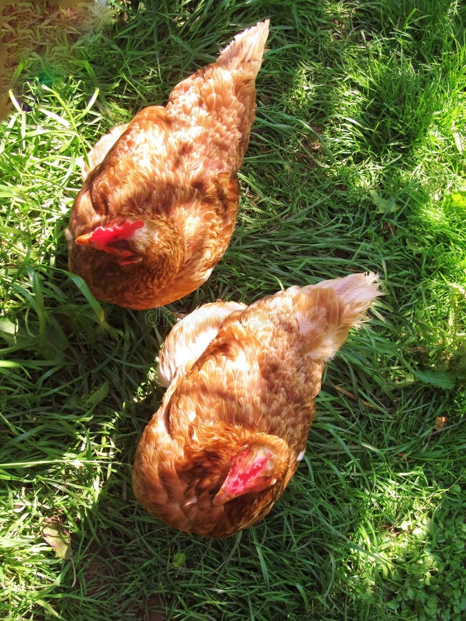 Two hens. stock photo. Image of farm, hens, grass, farming - 51809706