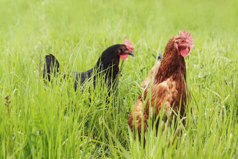 Two hens in grass stock image. Image of summer, alive - 175721549