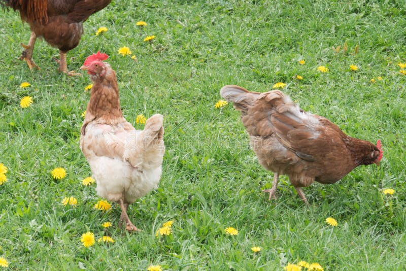 Two hens stock image. Image of poultry, hens, standing - 52760677