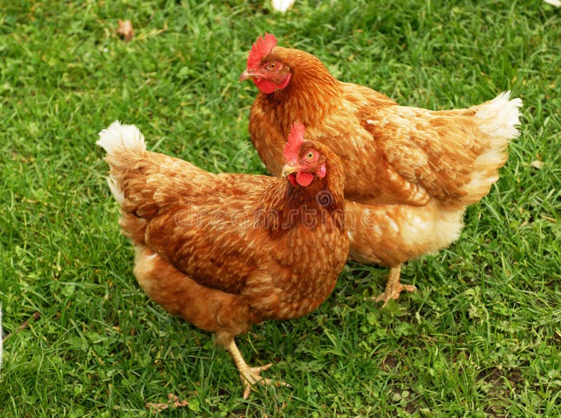 Two Hens on the Green Meadow Stock Image - Image of meadow, country ...
