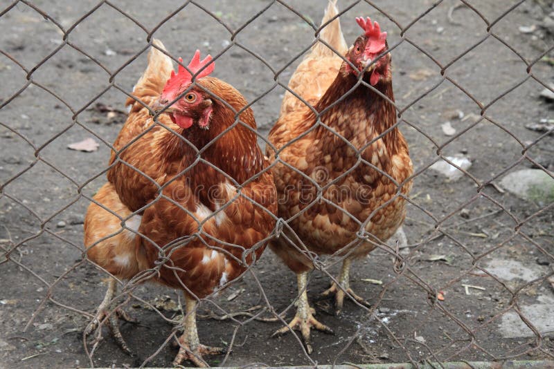 Two hens in the home farm stock image. Image of field - 89446287