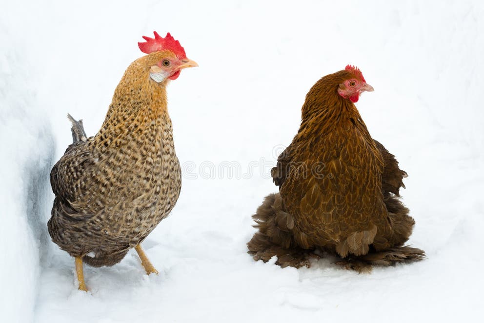 Two Hens Outside in the Snow Stock Photo - Image of nature, frozen ...