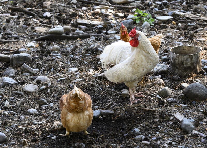Two Hens and a Rooster Formed a Love Triangle Stock Image - Image of ...