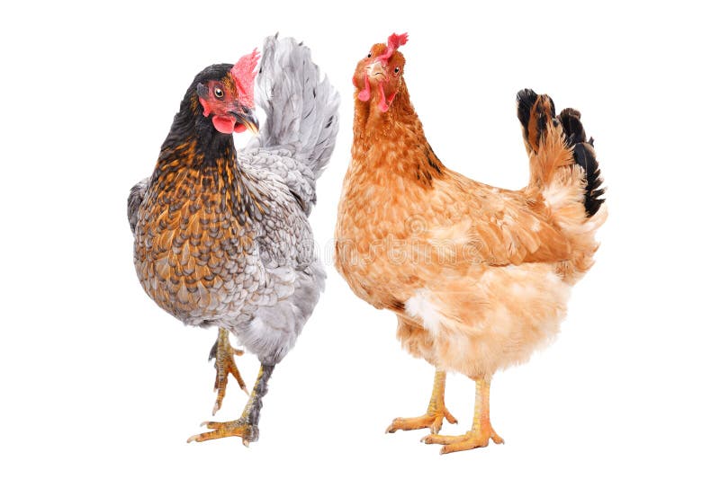 Two hens isolated stock photo. Image of brown, alive - 143905982