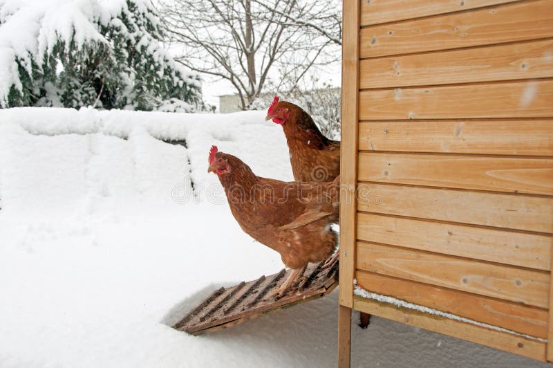 Two Hens Staring at the Snow Stock Image - Image of orange, outdoors ...