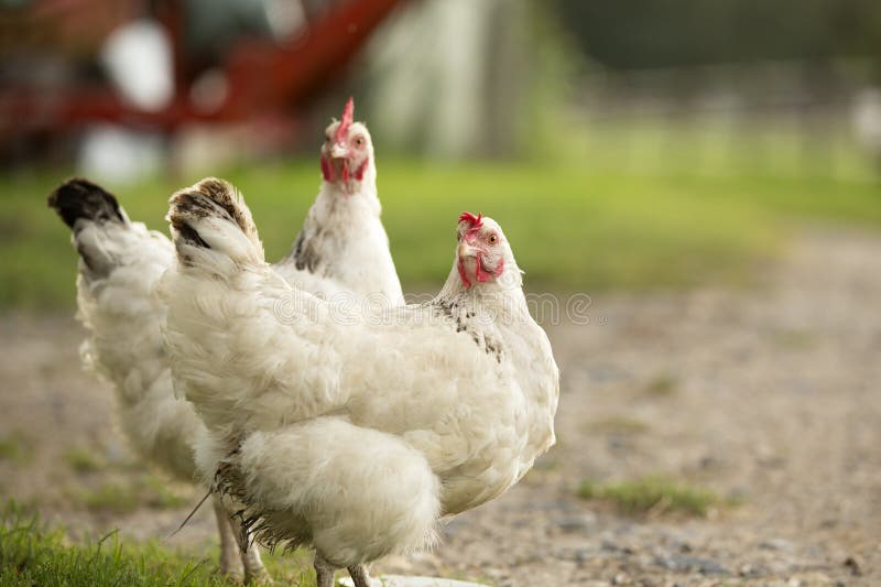 Two hens stock image. Image of poultry, hens, standing - 52760677