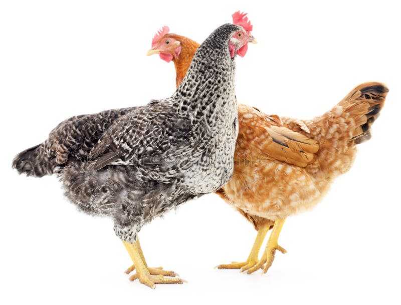Two hens stock image. Image of color, standing, female - 52760677