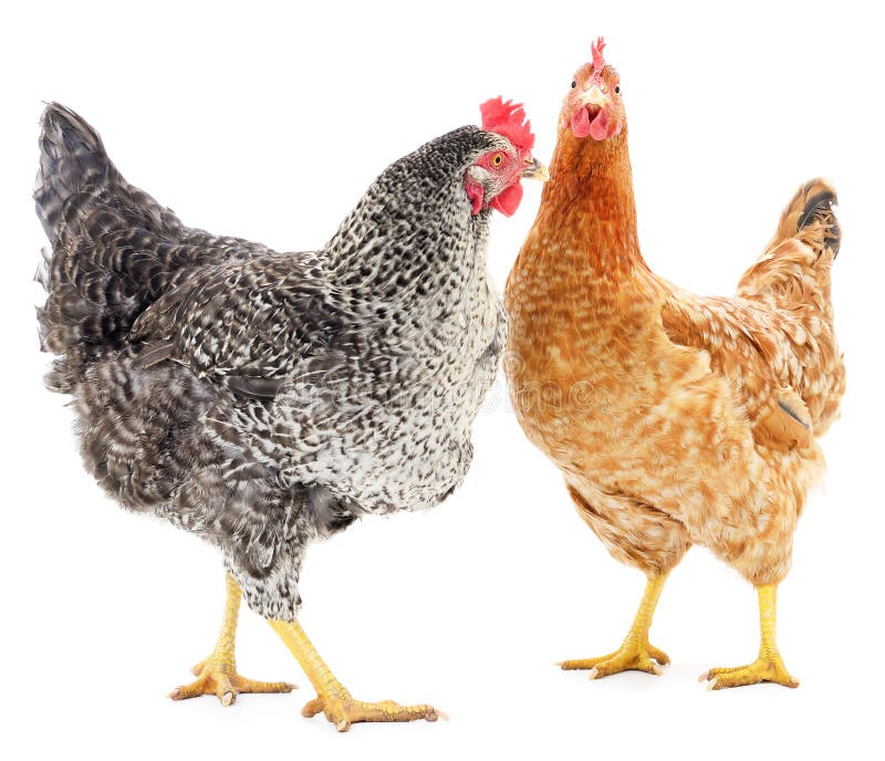 Two hens stock image. Image of color, standing, female - 52760677