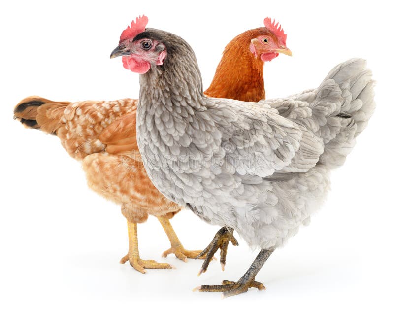 Two hens stock photo. Image of brown, animals, standing - 54302474