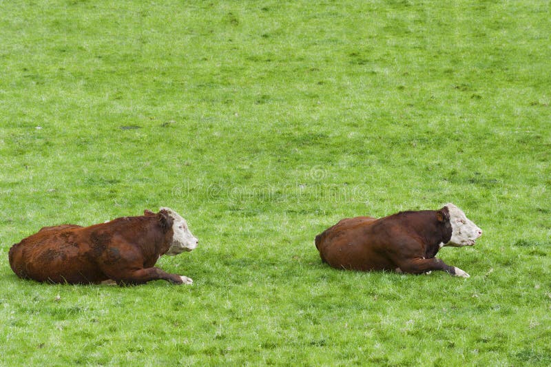 Two Hereford Bulls Lay in Green Pasture Stock Image - Image of grass ...