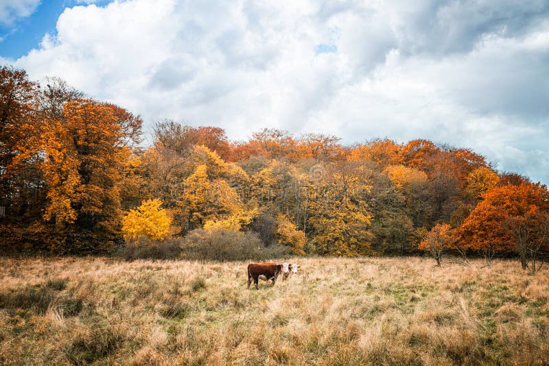 Two Hereford Cows on a Meadow in the Fall Stock Image - Image of ...